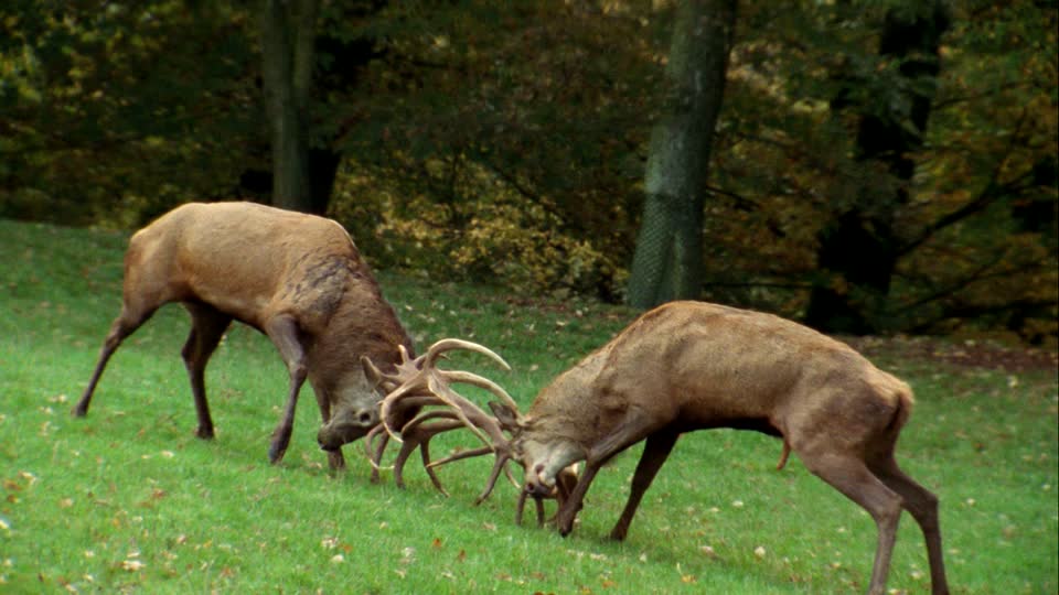 Aprende Biología con Andrea : Tipos de Relaciones entre Especies