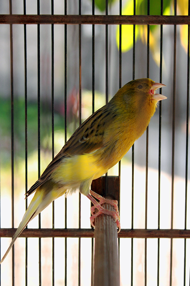 Merawat Burung Kenari | IndoVersa