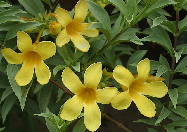 Viveiro Ciprest - Plantas Nativas e Exóticas: Alamanda Amarela Anã ...