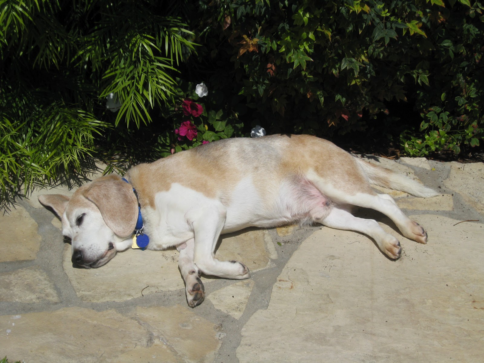 For the Love of Beagles!: Cutaneous Hemangiosarcoma