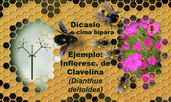 Guía del Plantabosques: INFLORESCENCIAS