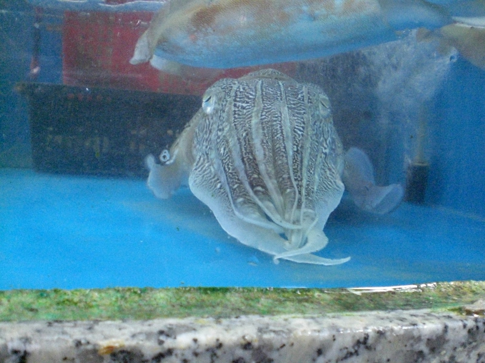 Cuttlefish Shape Shifting