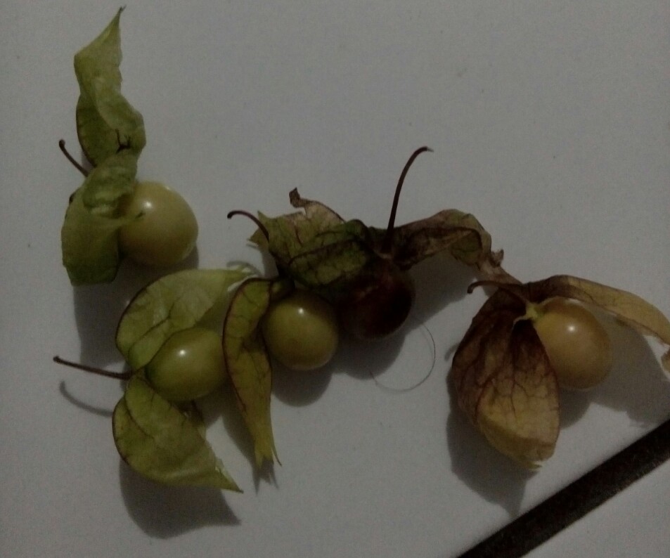 Ciri-Ciri Buah Ceplukan ( Cecendet ) dan Manfaatnya - Mengenal Ciri - Ciri