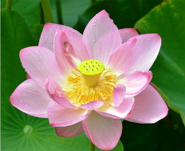 Attractive Fresh Flowers Pictures