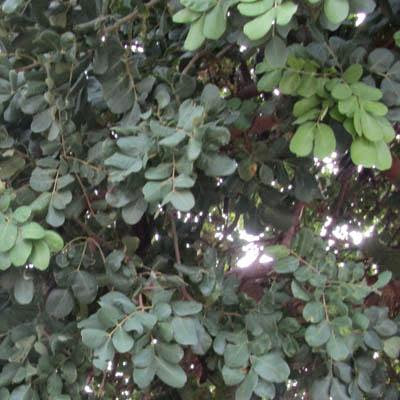 Ma poubelle est un Jardin: le Caroub, el kharoub dans tous ses états