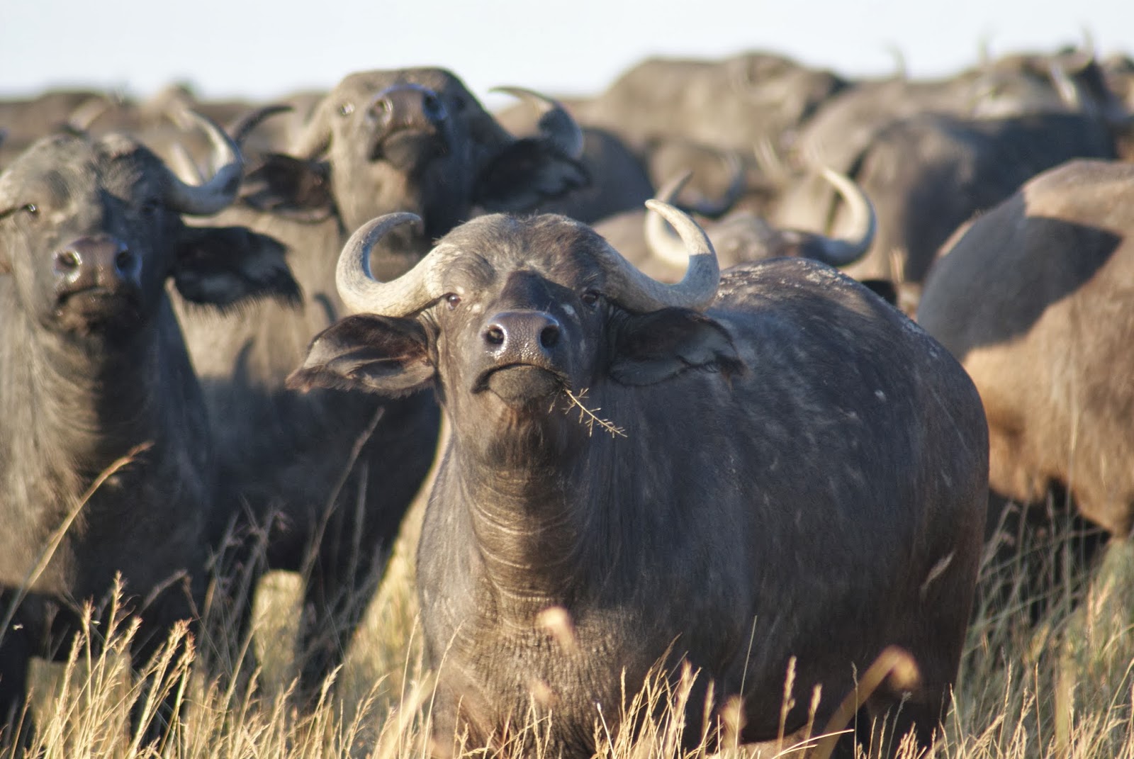Notes From Kenya: MSU Hyena Research: A scary reminder