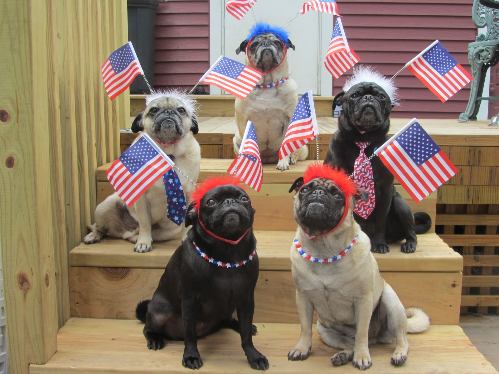 A Day in the Life of Pugs: Happy 4th of July!!!!!