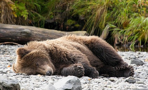 -Lo siento, lo siento - decía el pobre osito, entre asustado y ...
