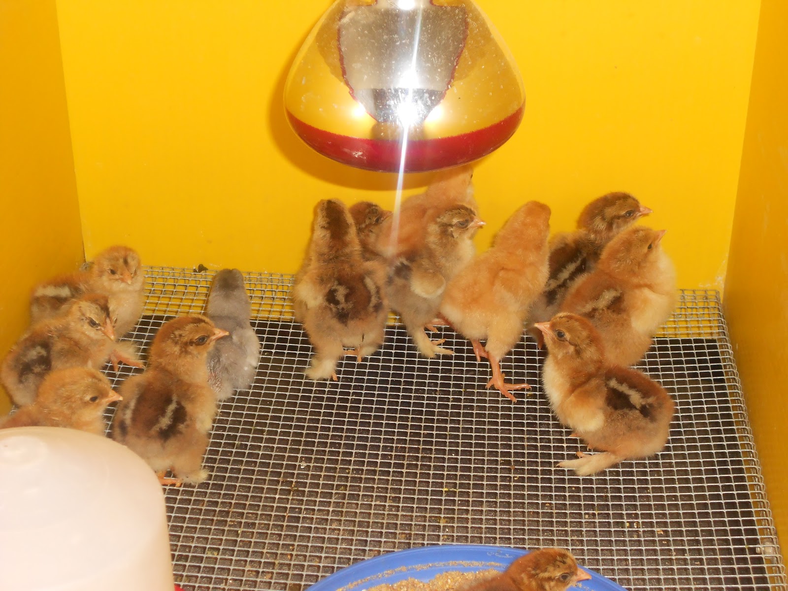 Capoeira da Maria: Criação de Pintos