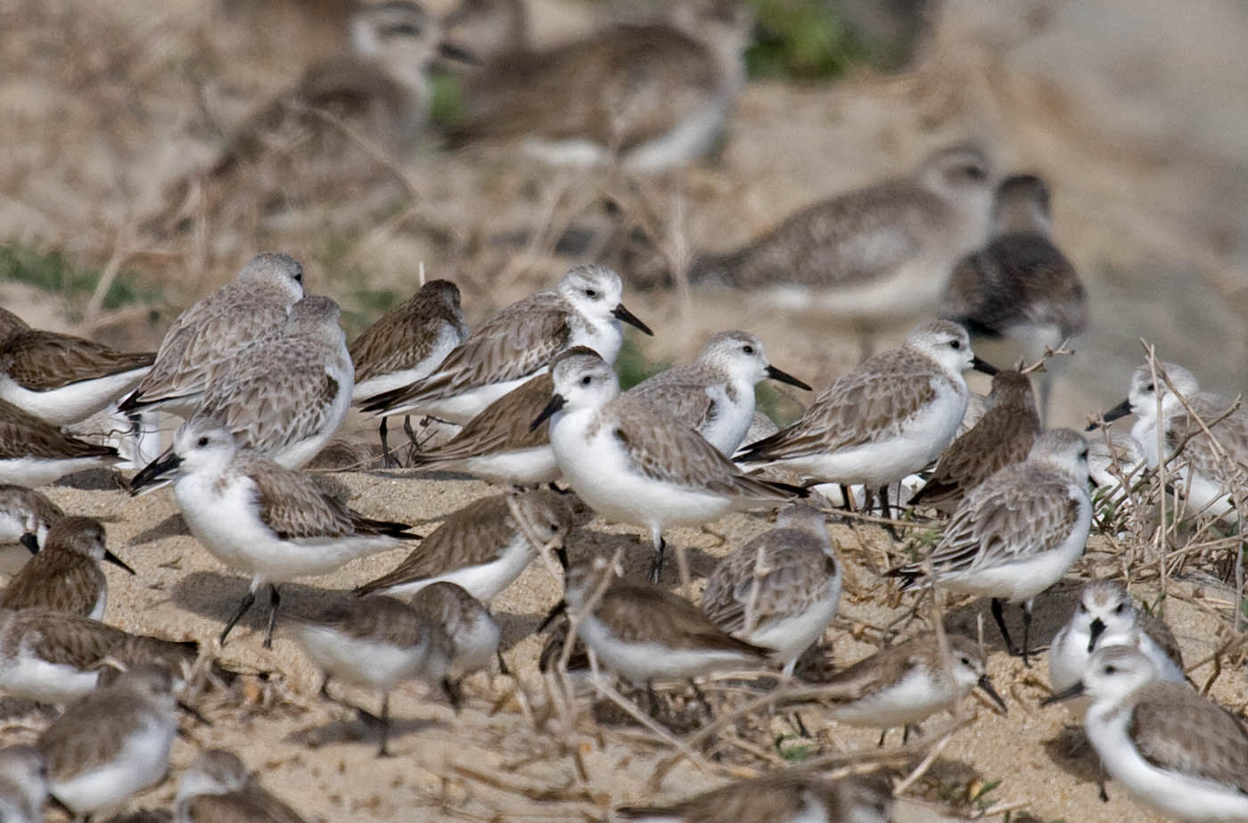 Sanderlings and Western Sandpipers - Greg in San Diego