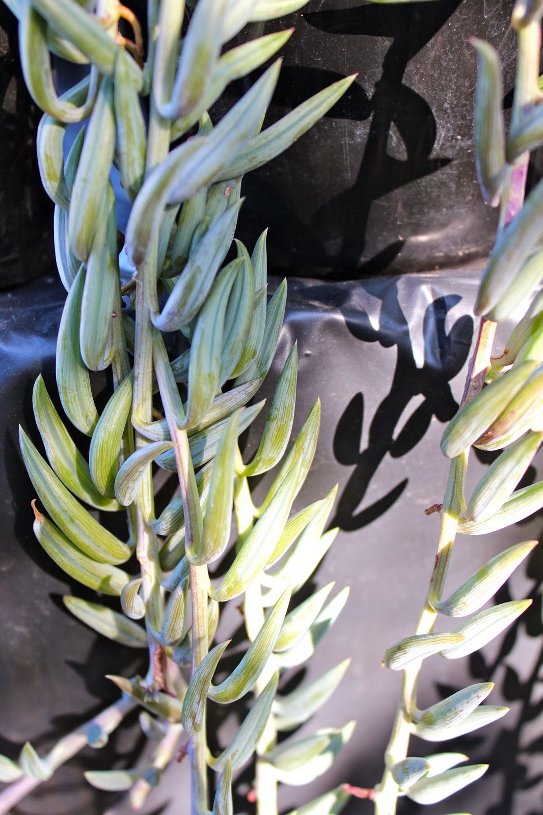Florez Nursery: Senecio radicans