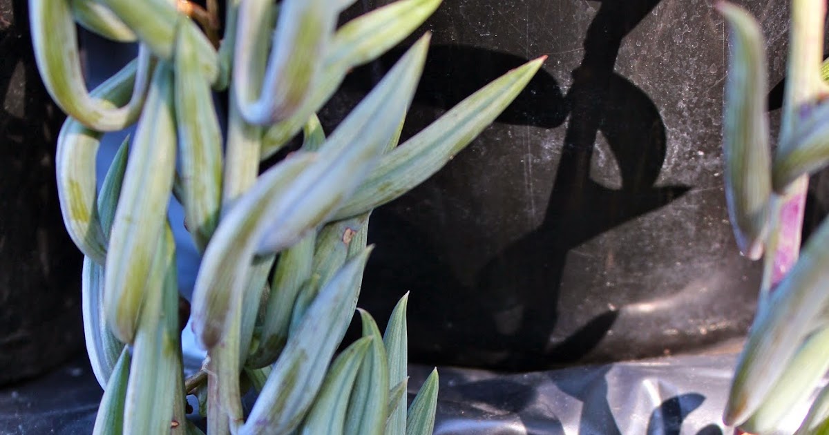 Florez Nursery: Senecio radicans