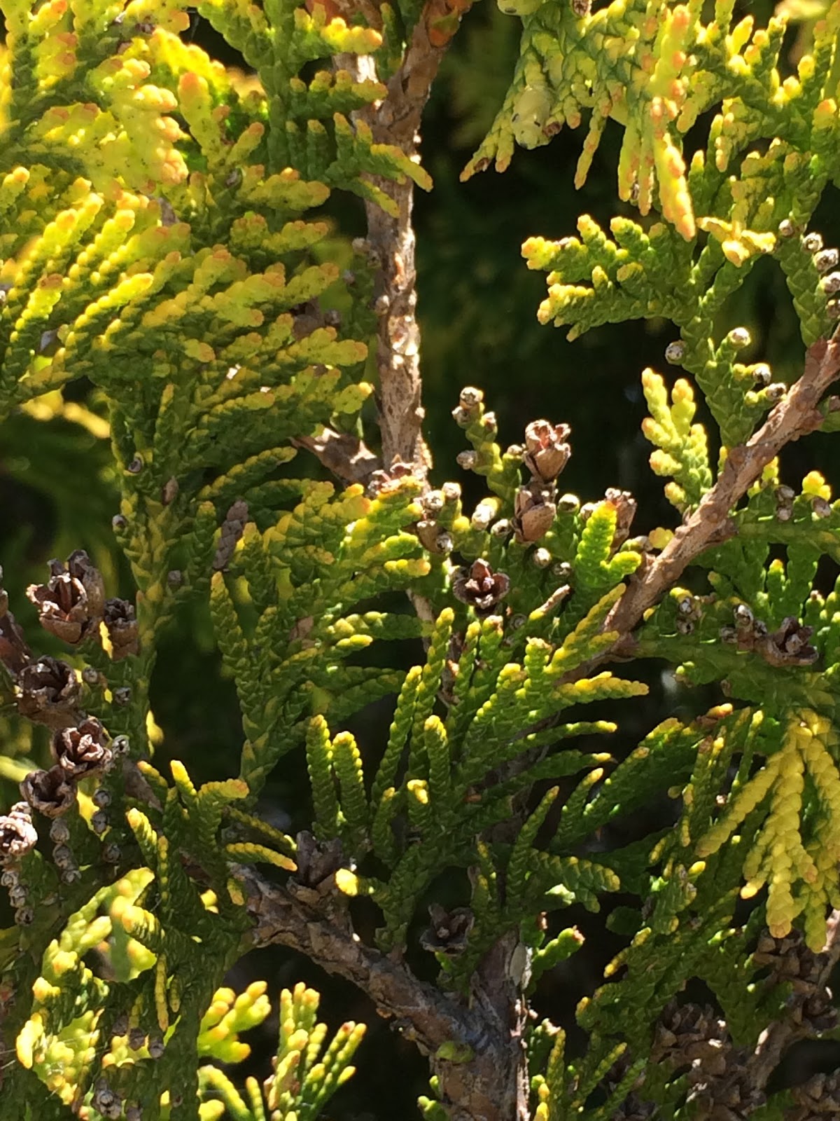 Trees of Santa Cruz County: Thuja occidentalis 'Yellow Ribbon' - Yellow ...