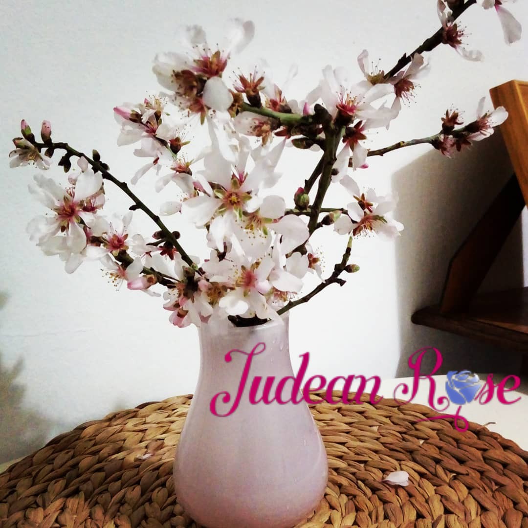 Tu B’Shvat: Jewish in Israel if You Please (Judean Rose) ~ Elder Of ...