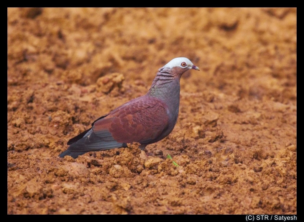 Wilderness Tales from Odisha: Pride of Similipal Tiger Reserve- Pale ...