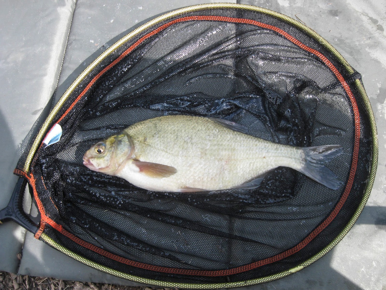 How to drown maggots : A-Maze-ing!