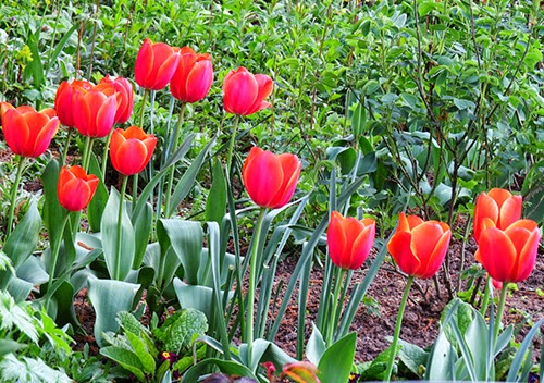 -neuer Gartentraum-: Erste Pfingst- (Oster-) Rose