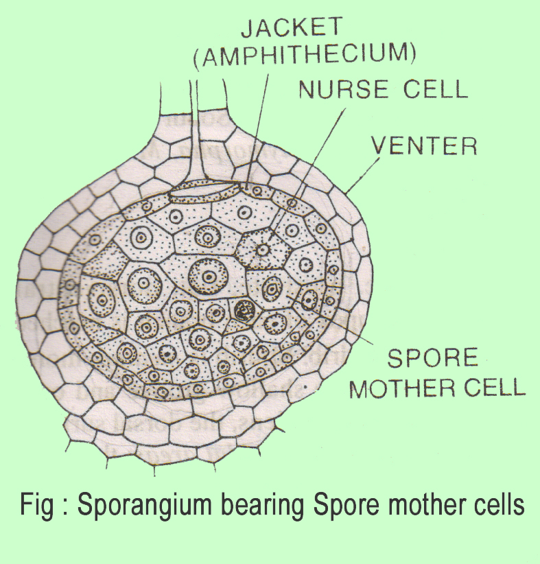 Riccia Diagram Quick Notes On Riccia (With Diagrams) | Biology