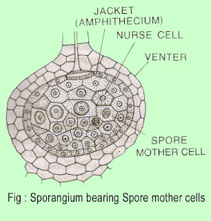 RICCIA - CLASSIFICATION, STRUCTURE OF THE GAMETOPHYTE, REPRODUCTION ...