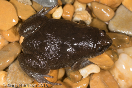 Frog Blog: Eastern Narrow-mouthed ToadGastrophryne carolinensis