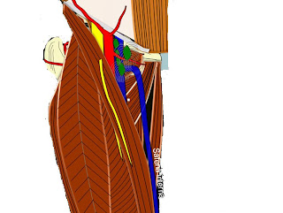 Anatomía para TODOS: MUSCULO DEL MUSLO