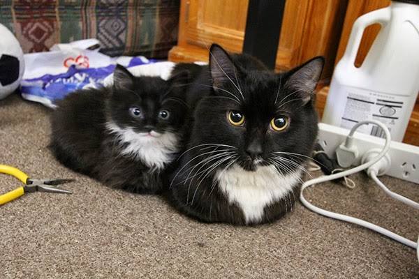 23 Photos Of Cats And Dogs With Their Insanely Cute Mini-Me Counterparts