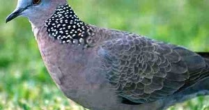 Biofarming Organik: Mulai Dilirik, Ternak Derkuku Kelantan Raih Untung