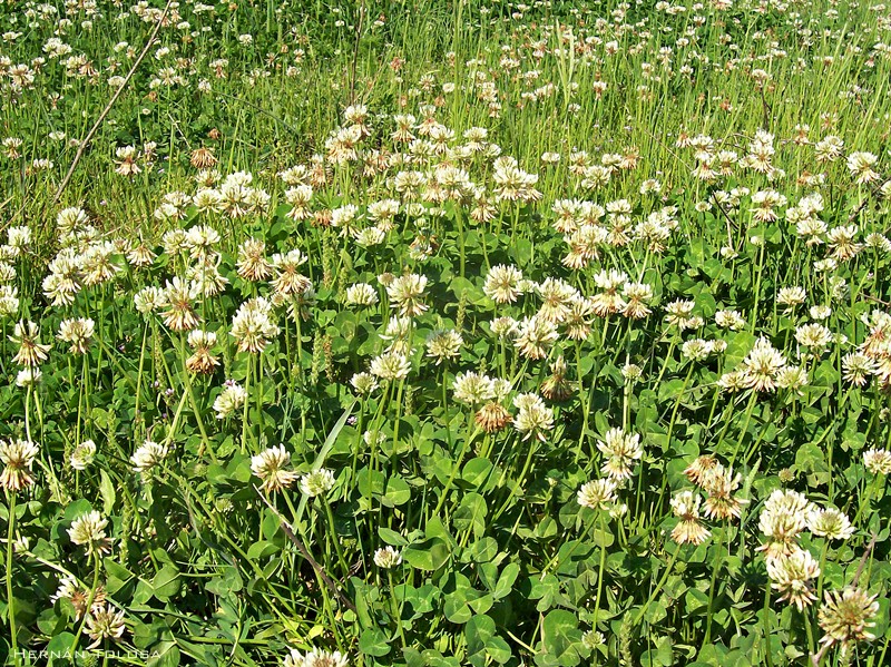 Flora Bonaerense: Trébol blanco (Trifolium repens)
