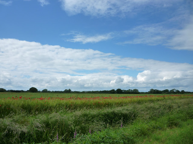 Exmouth Birder: Staffs Birding