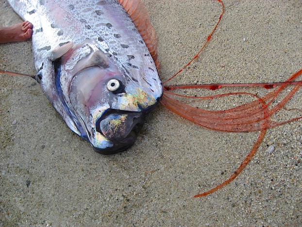 Fish Types: Oarfish