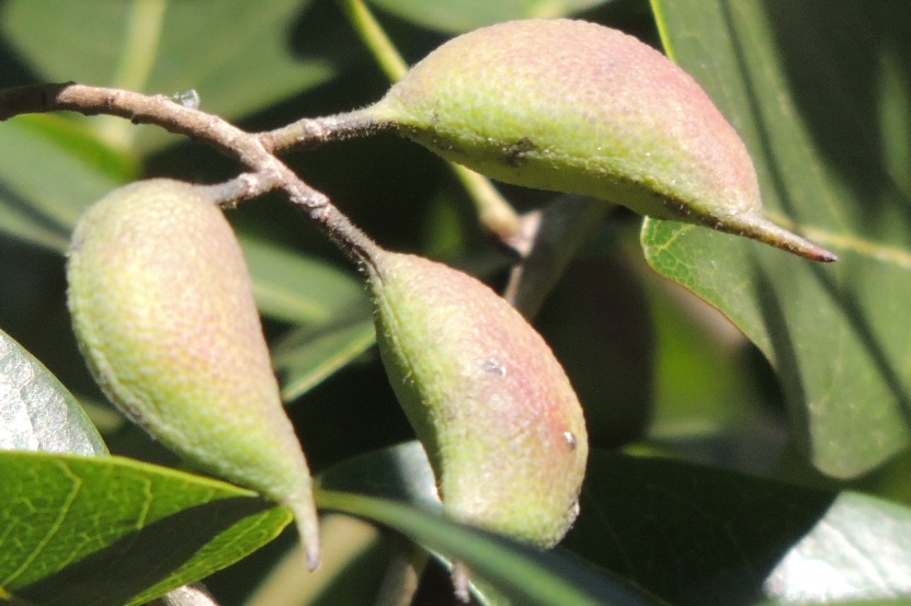 Fabaceae - Leguminosae no Brasil: Guibourtia
