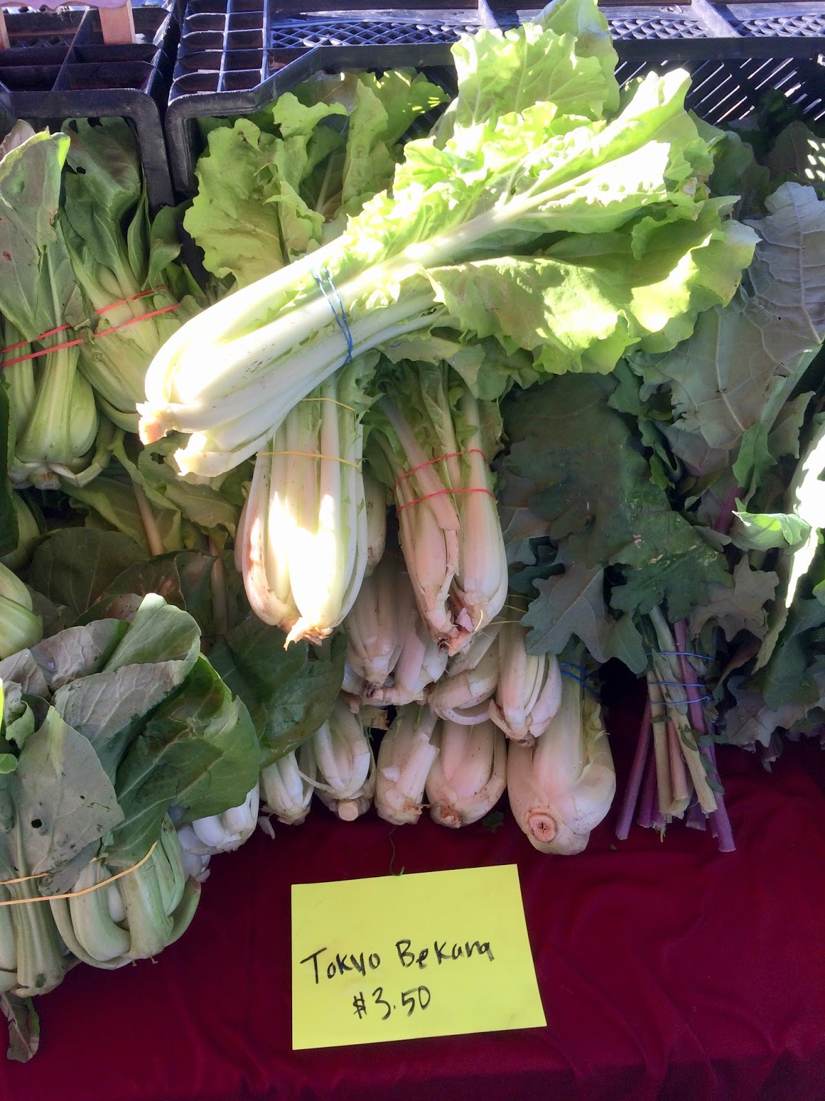 Chicken Stir Fry with Tokyo Bekana - Recipe
