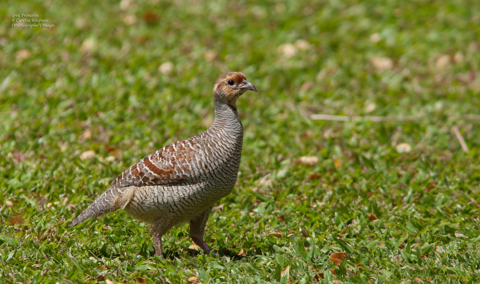 TWO BIRDERS TO GO: Up, Up and Hawaii, Part III