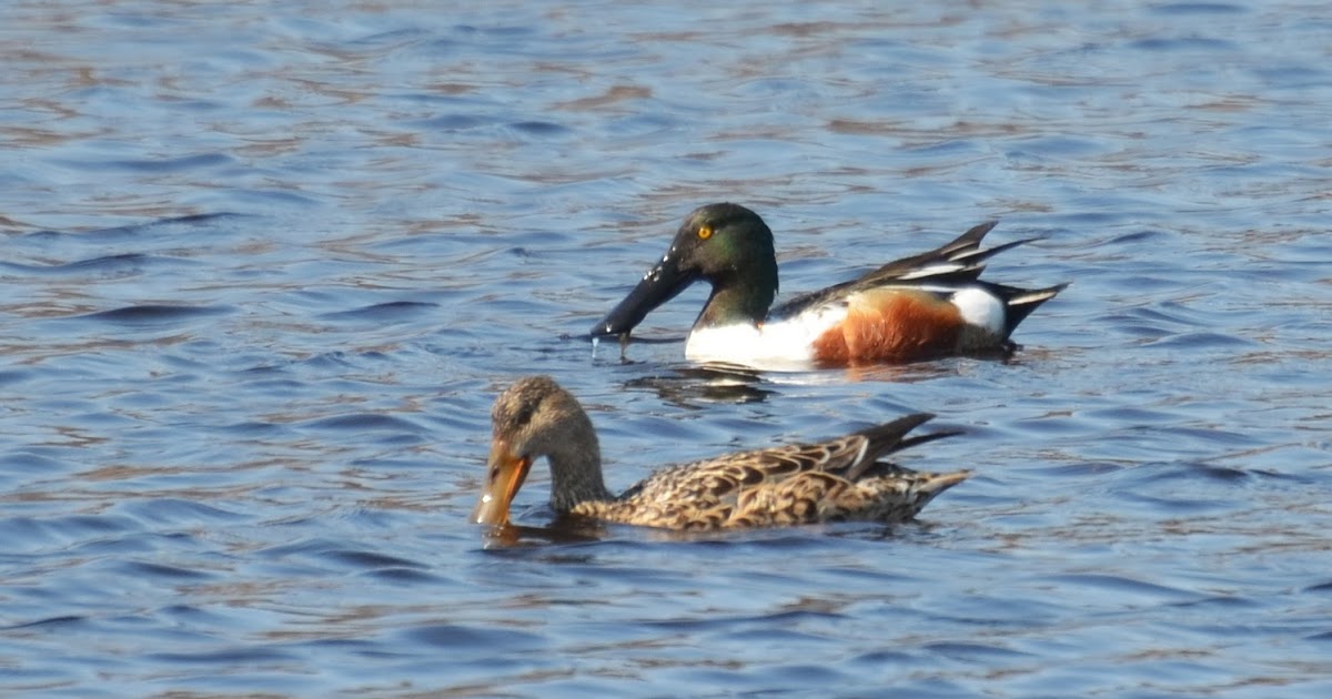Urban Wildlife Guide: Northern Shoveler Ducks