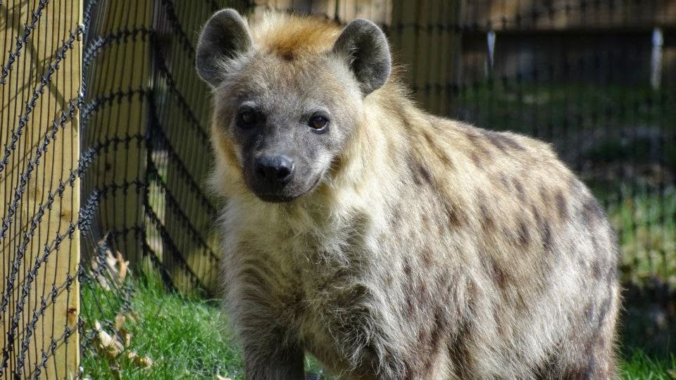 Southwick's Zoo - Southwicks Zoo - World of Zoos