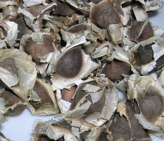 Moringa oleifera - The Miracle Vegetable