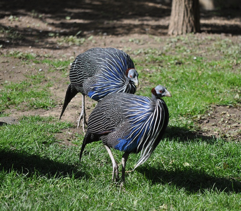 ZOOTOGRAFIANDO (6.100 ANIMALS): PINTADA VULTURINA / VULTURINE ...
