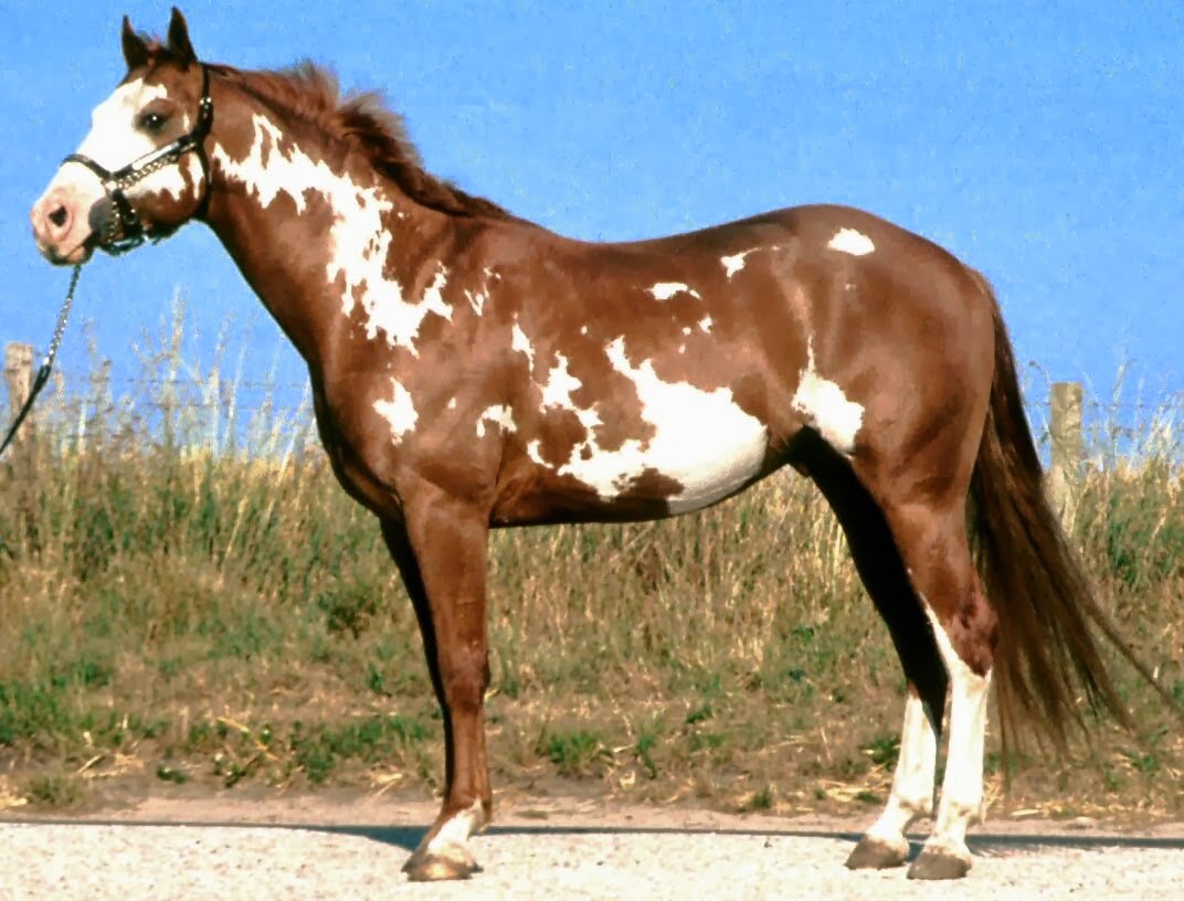 Blog Equitazione: I vari colori di mantello dei cavalli