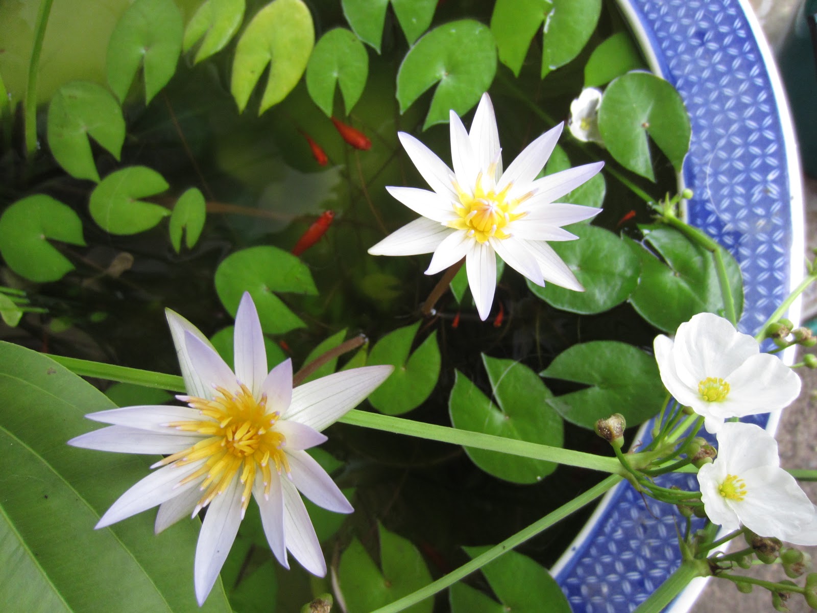 Happy Feet Mama: Water Lily