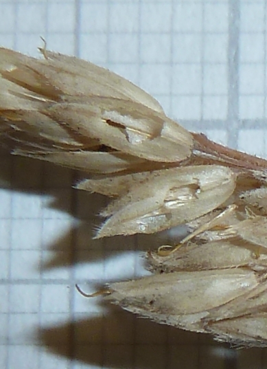 The Rainforest Fund Project: Holcus mollis - Creeping Soft-grass