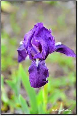 Flores y Bichos ***: Lirios silvestres / Wild lilies (Iris lutescens ...