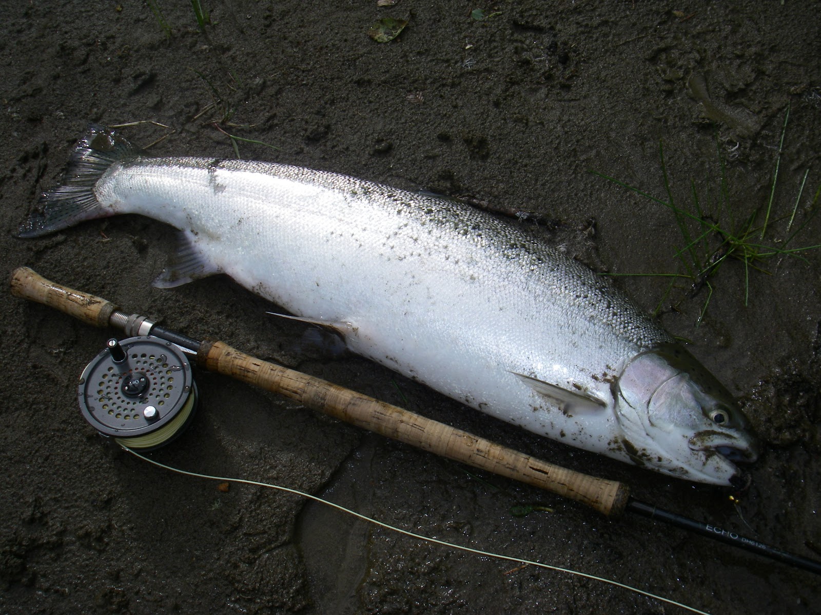 DRY LINE STEELHEAD - OREGON: Early Summer Steelhead