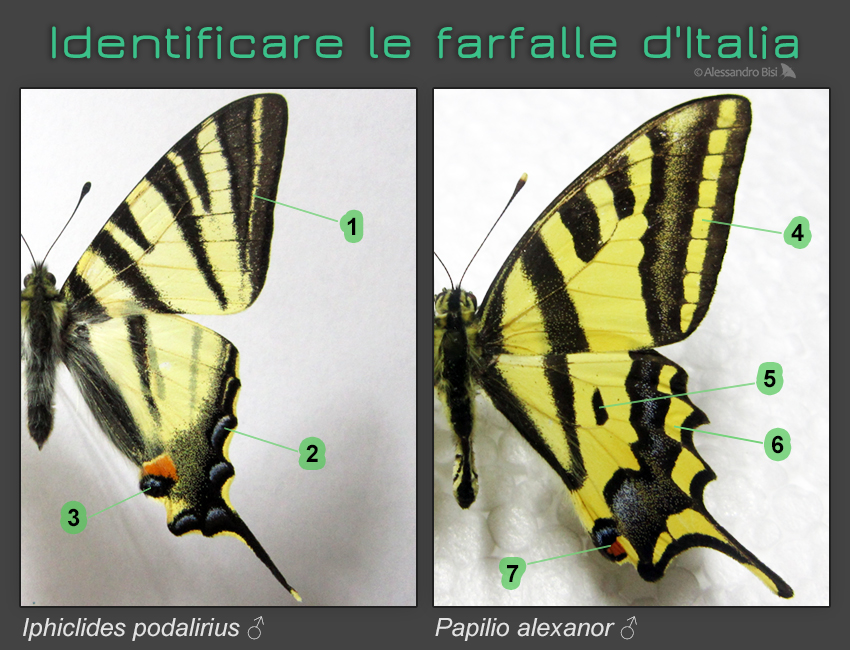 Identificare le farfalle d'Italia: i Papilionidi