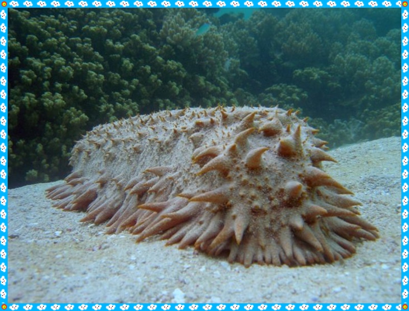 FOTOS ESTRANHAS ENGRAÇADAS E CURIOSAS 114 - porco marinho