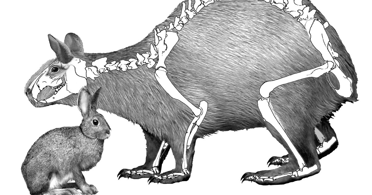 Extinct Animal of the Week: The Non-Precambrian Rabbit