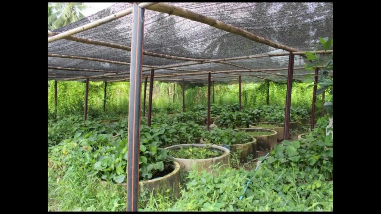 Berita TV Malaysia: Betta Fish farm model