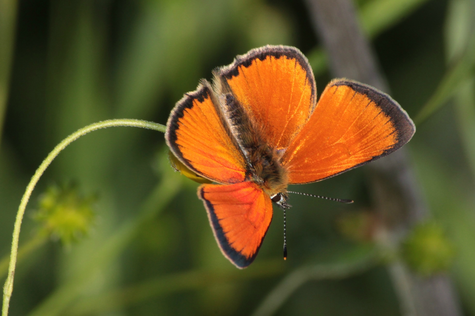 LENS and COVER - PHOTOGRAPHY: Butterflies | Large Copper (Lycaena Dispar)