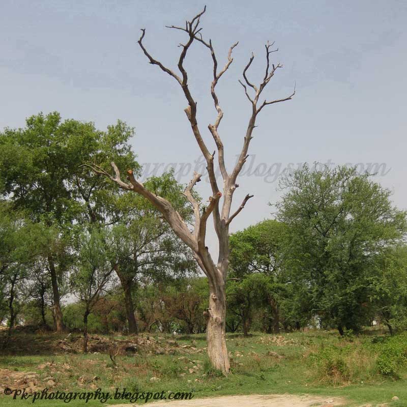 Dead Sissoo Tree Pictures | Nature, Cultural, and Travel Photography Blog