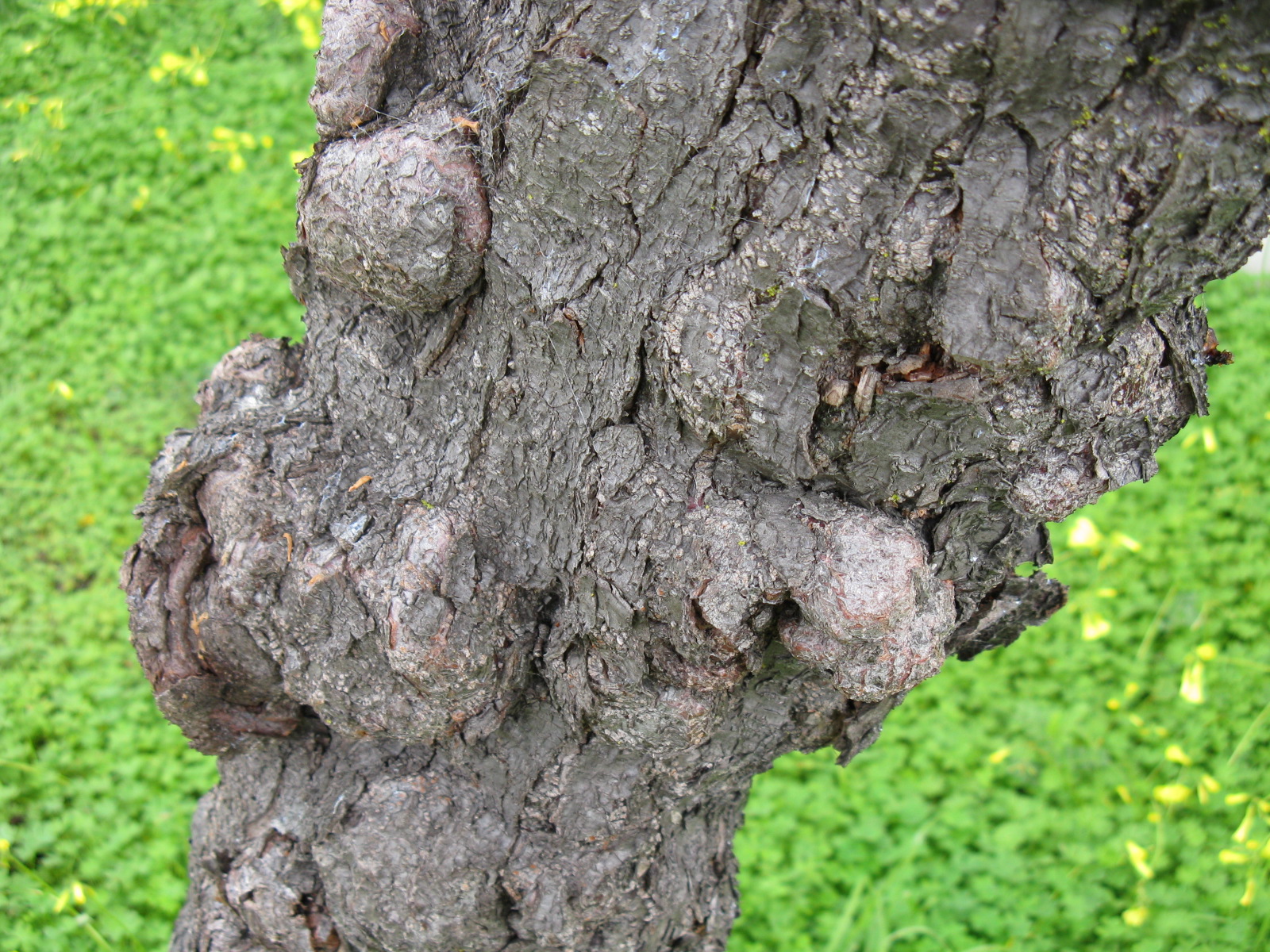 Trees of Santa Cruz County: Prunus x 'Blireana' - Blireana Plum