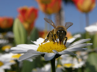 BAL ZAMANI: EN GÜZEL ARI RESİMLERİ 2